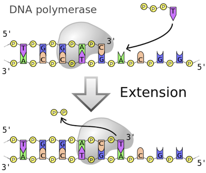The Simplest Way to Replicate DNA — Step 2 — Cogniterra