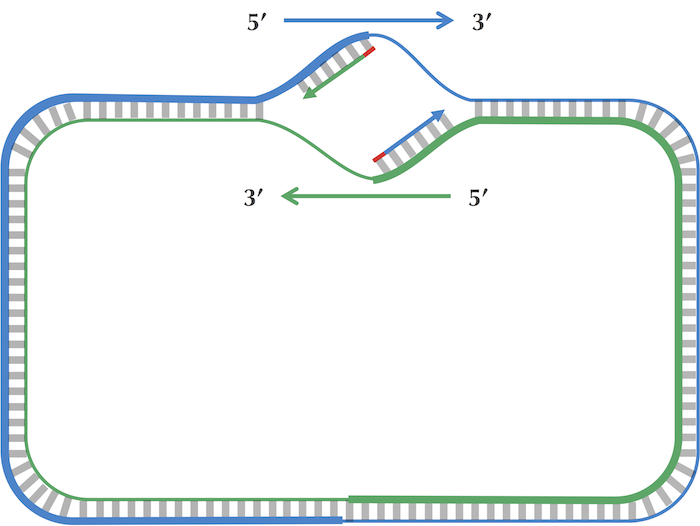 Asymmetry of Replication — Step 1 — Cogniterra